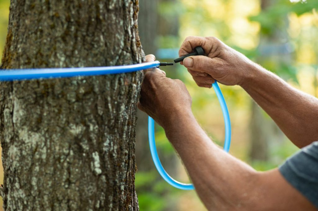 How is Maple Syrup Made? | The Maple Syrup Production Process